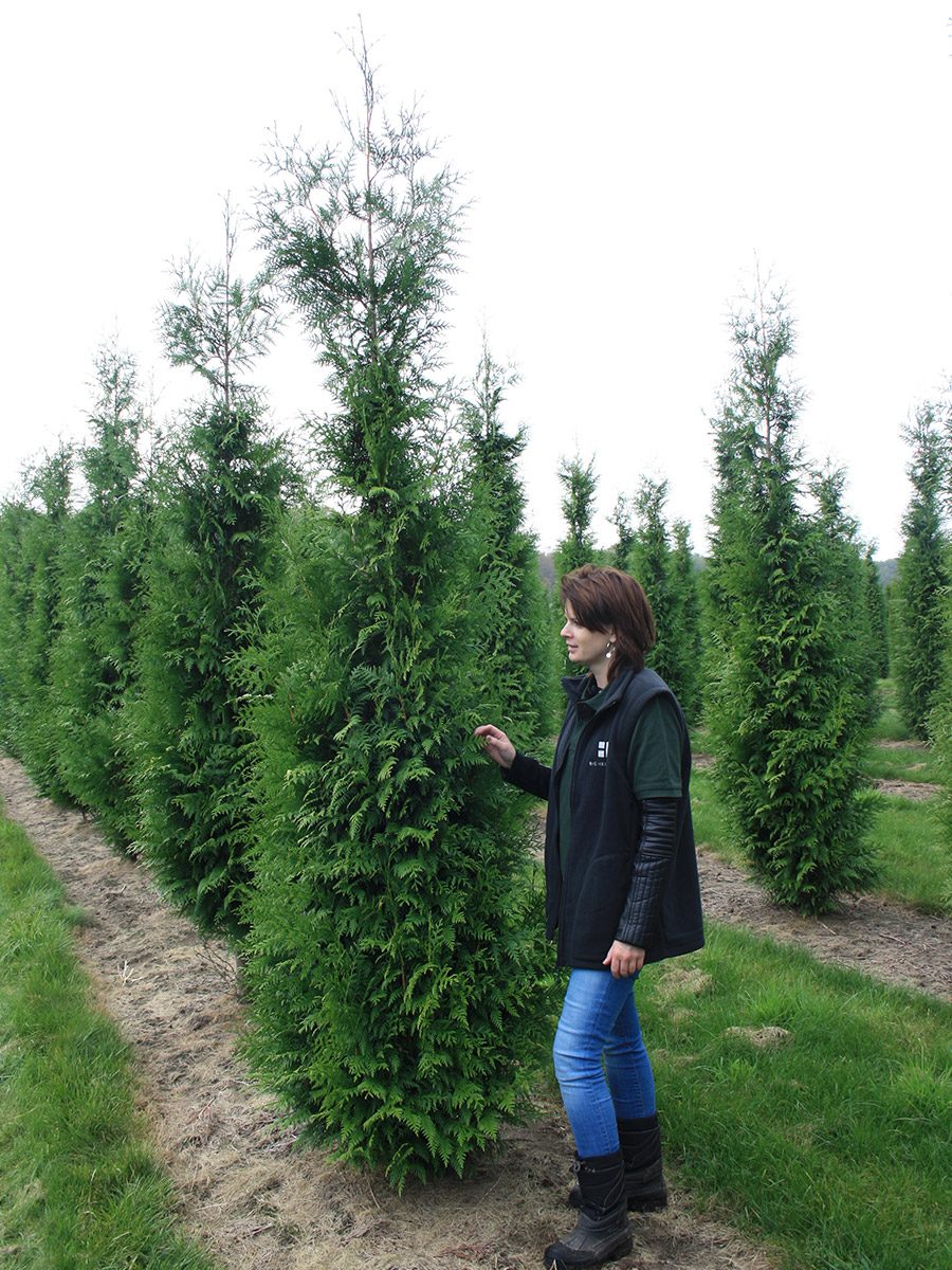 Big Hedge Co | Instant Hedge | Western Red Cedar Hedge | Thuja plicata