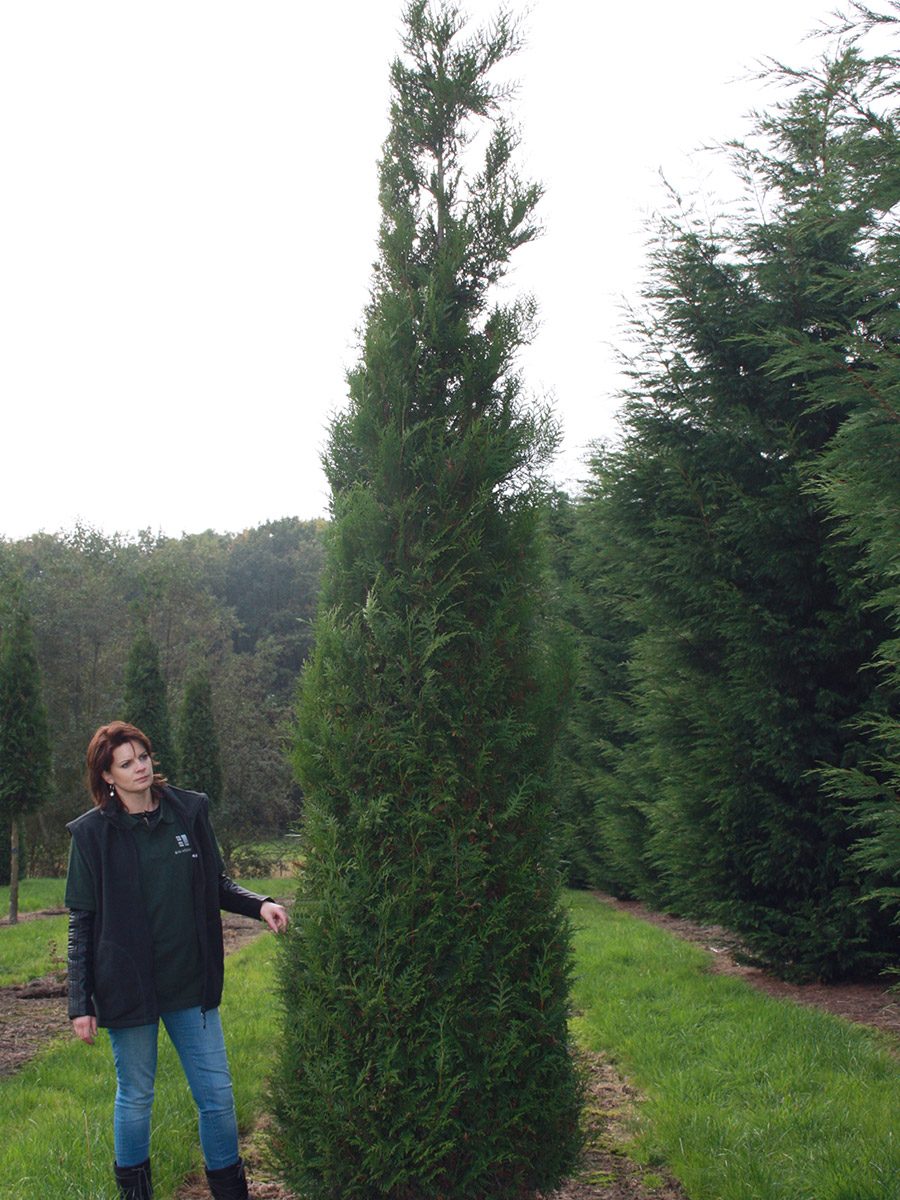 Big Hedge Co | Instant Hedge | Western Red Cedar Hedge | Thuja plicata