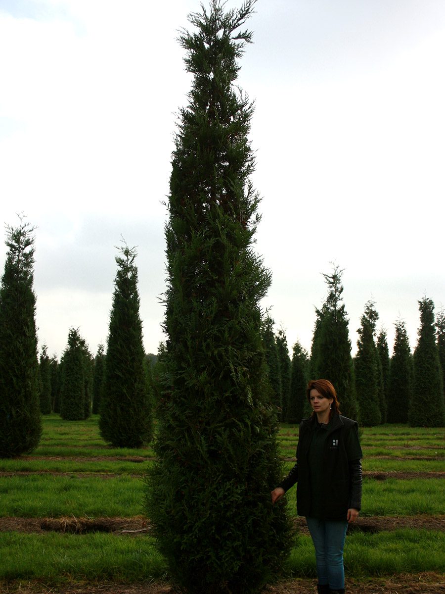Big Hedge Co | Instant Hedge | Western Red Cedar Hedge | Thuja plicata