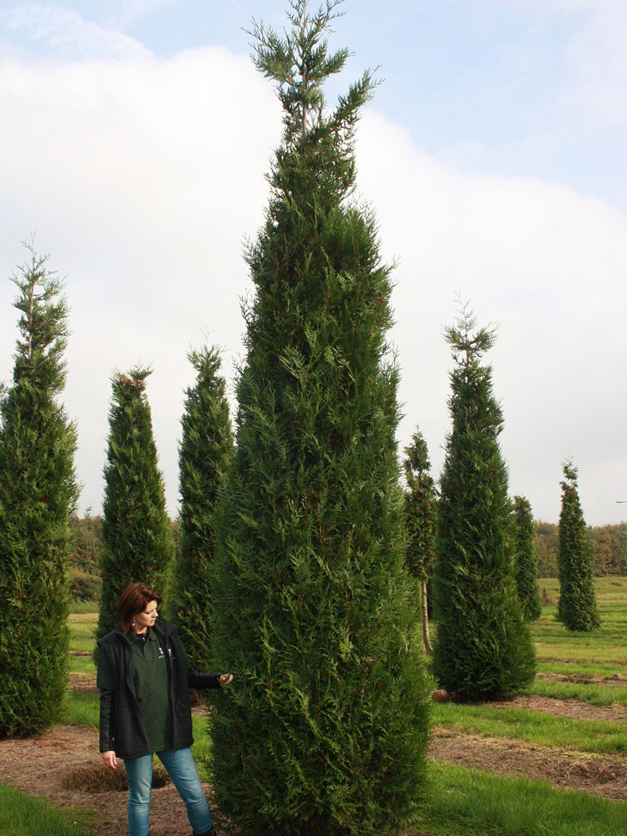 Big Hedge Co | Instant Hedge | Western Red Cedar Hedge | Thuja plicata