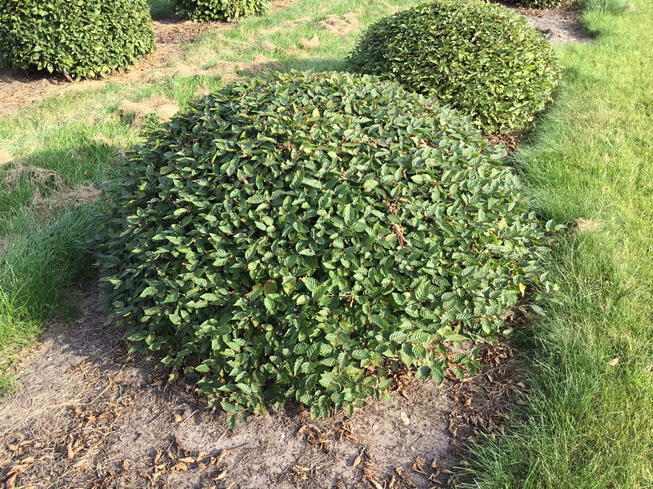 Hornbeam Dome – 1.2m | Big Hedge Co. - Purveyors & Planters of The ...