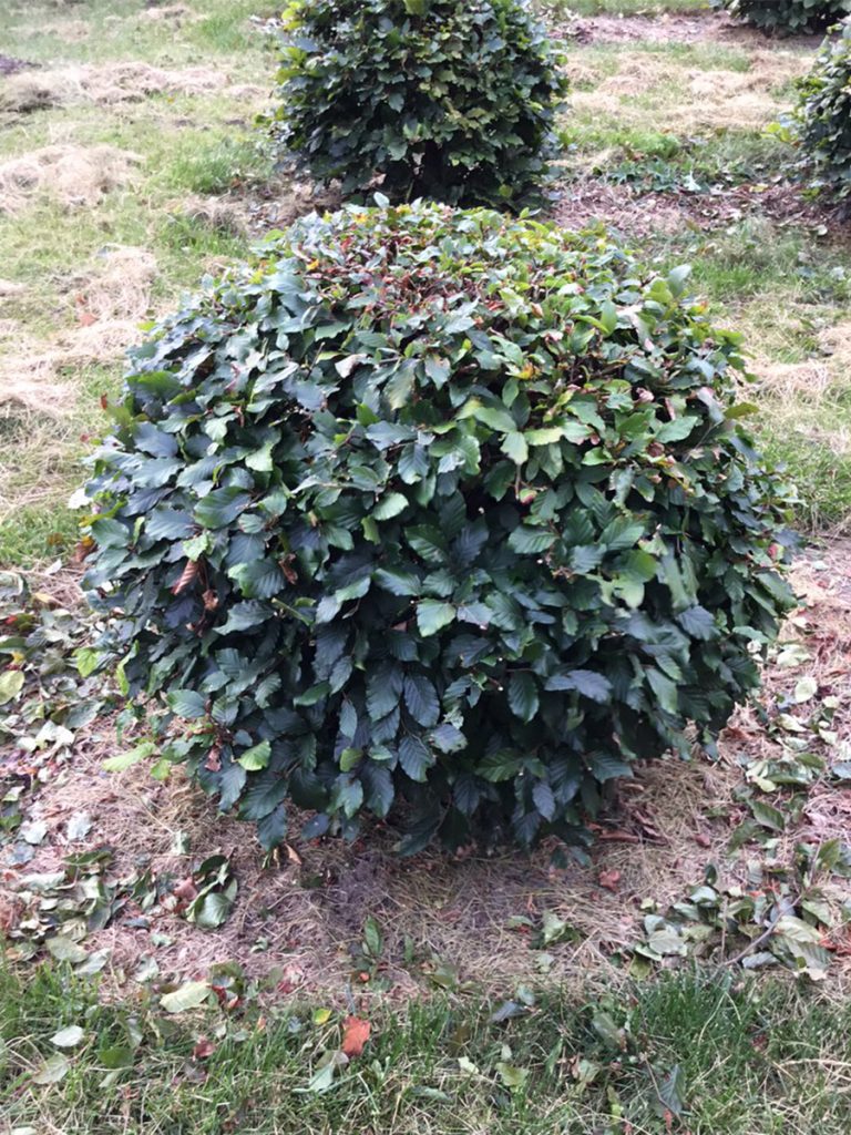 Green Beech Ball – 60cm | Big Hedge Co. - Purveyors & Planters of The ...