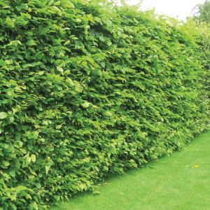 Big Hedge Co. | Instant Hedge | Fully Mature Hedging and Topiary