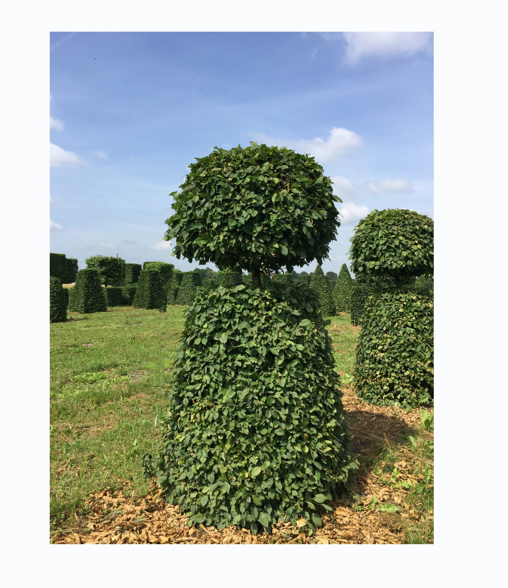 Big Hedge Co. | Instant Fully Mature Cheshire Topiary