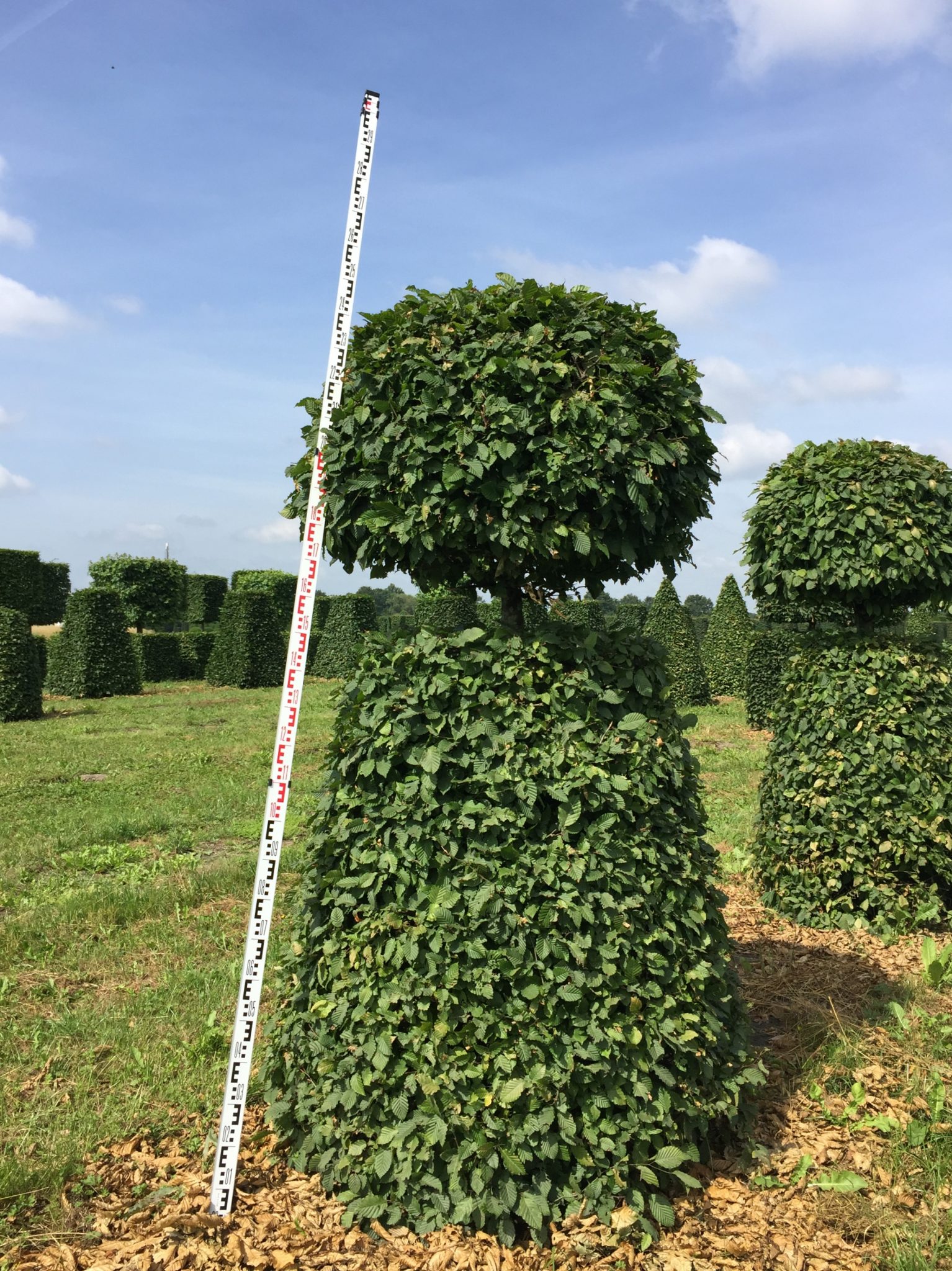 Carpinus betulus Sentinel H250cm base 125cm+ (002) | Big Hedge Co ...